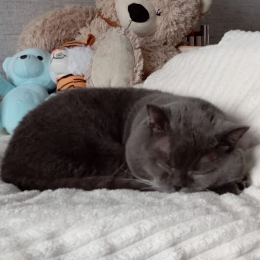 Британский короткошёрстный кот, взрослый