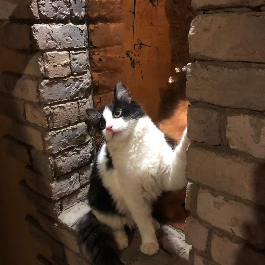 Котёнок подросток