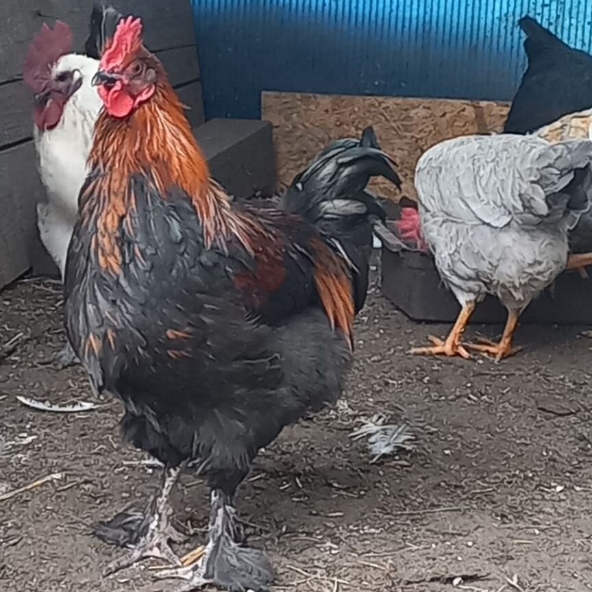 Петух маран черно медный