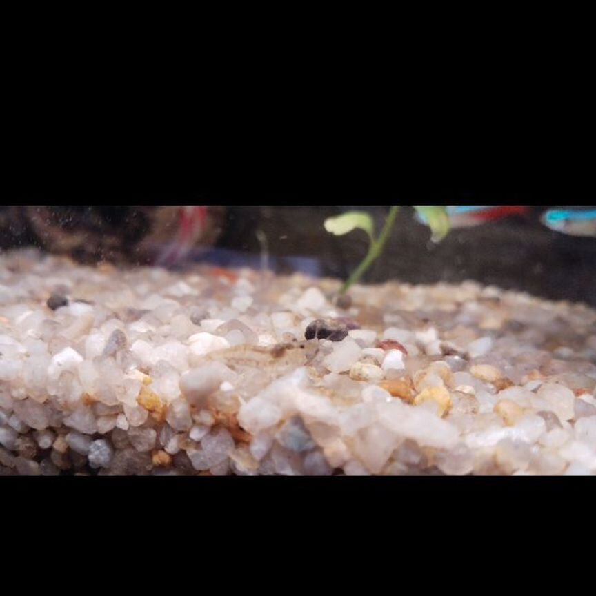 Креветки Амано, вишни