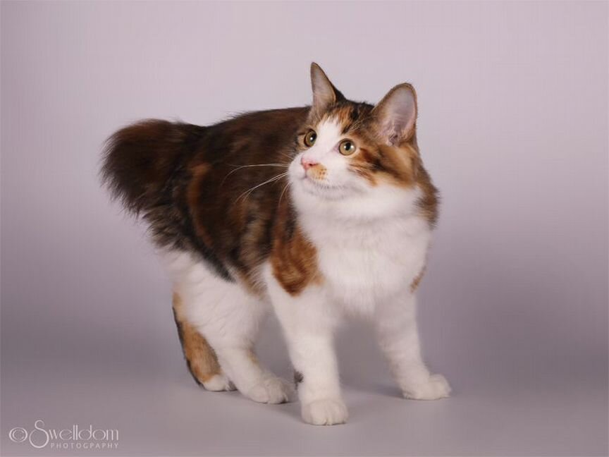 Котенок курильского бобтейла