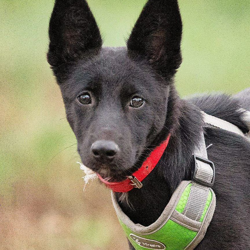 Щенок в добрые руки