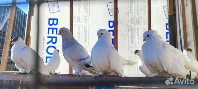 Продам голубей