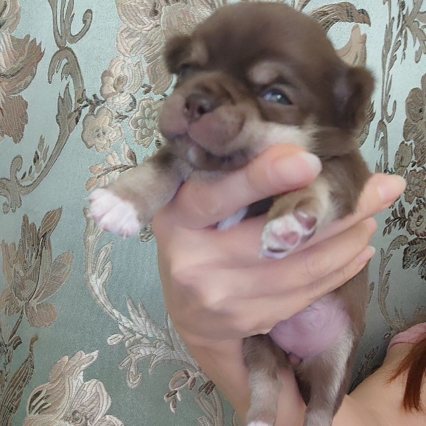 Чишки-малышки