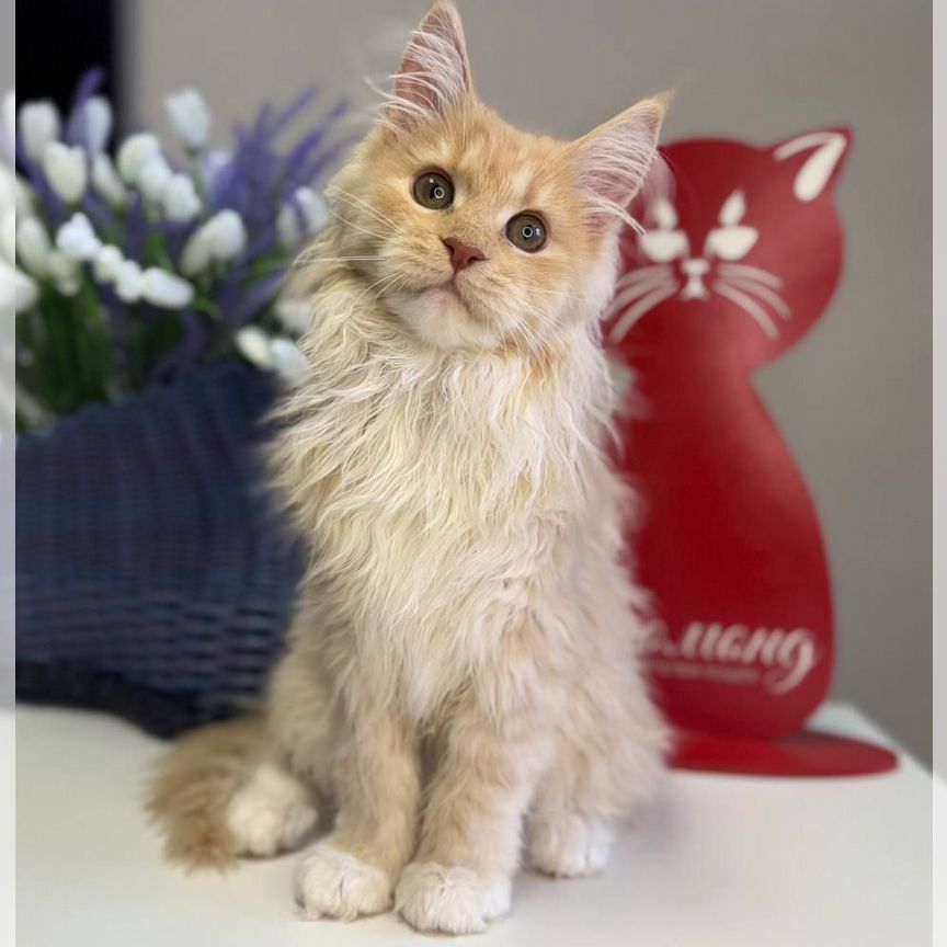 Мейн-кун котёнок