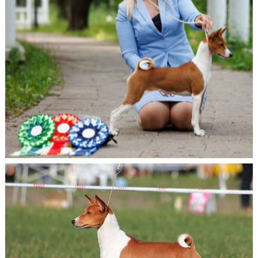 Щенки басенджи