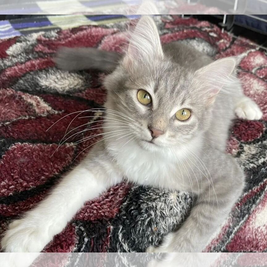 Котёнок в добрые руки