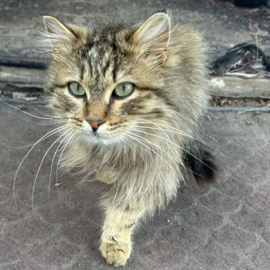 Кошка