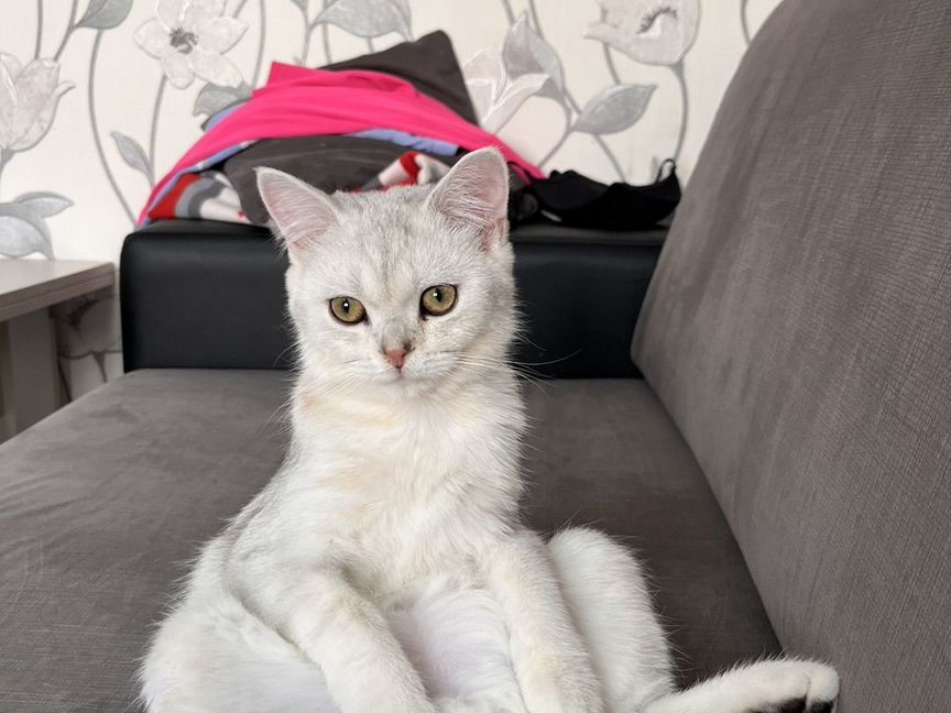 Кот серебристая шиншилла