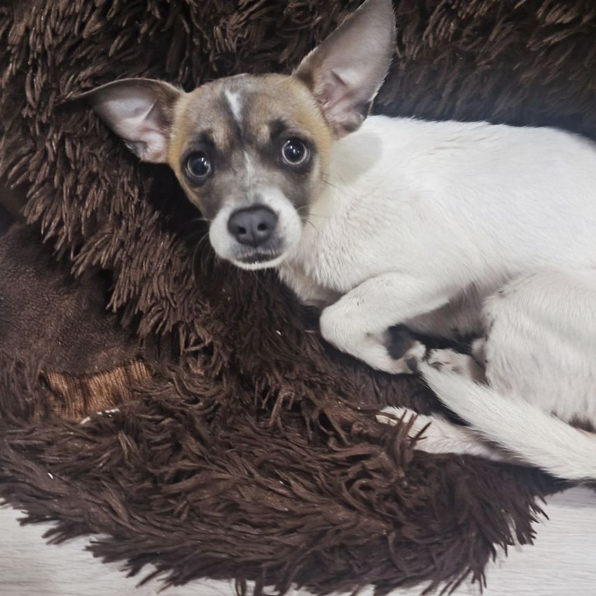 Чихуахуа, взрослый пёс