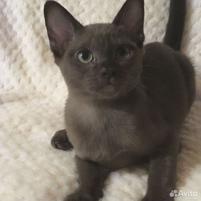 Бурманские малышки