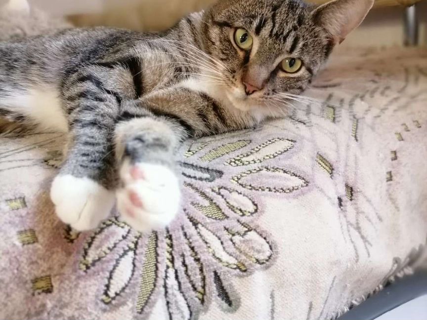 Котенок девочка, 7 месяцев