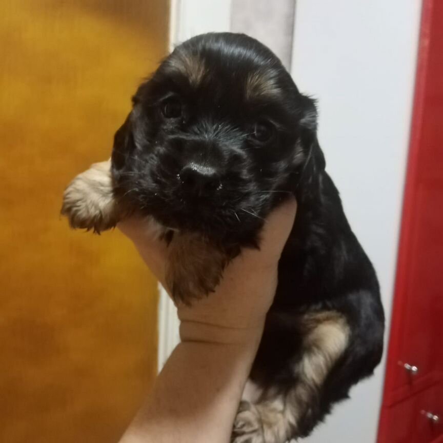 Русский спаниель