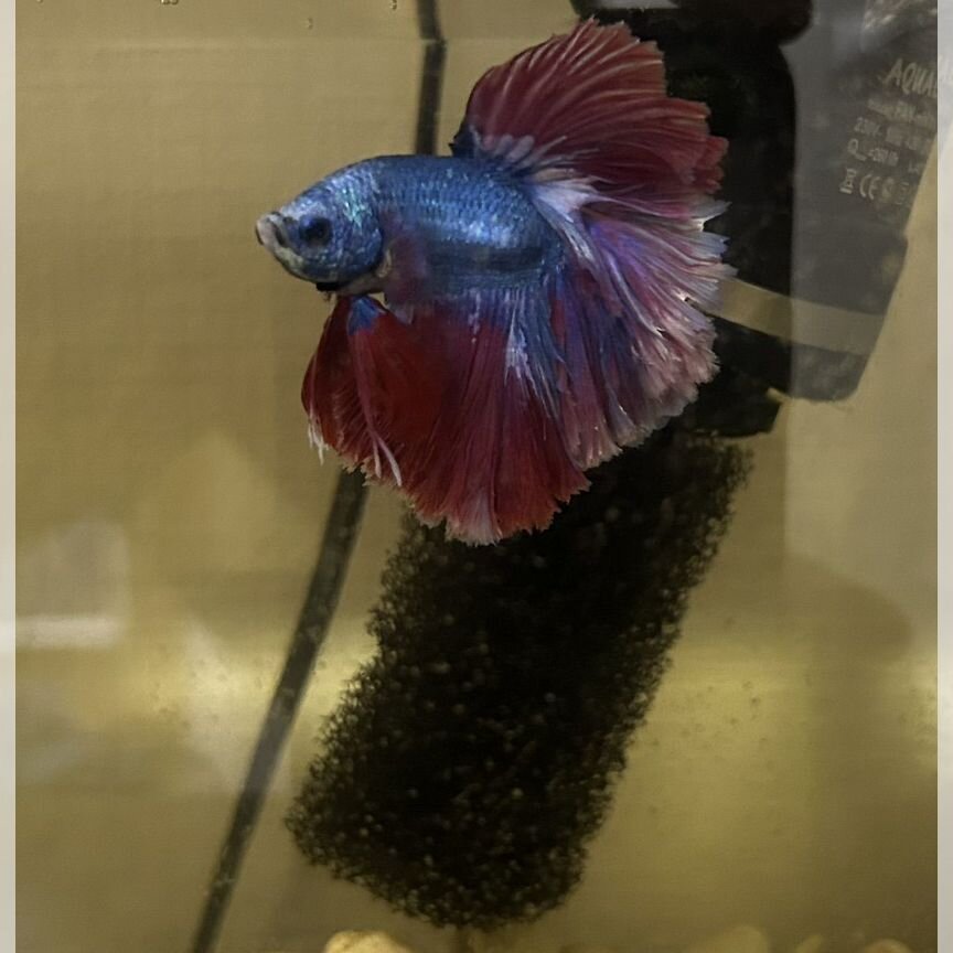 Рыбка петушок