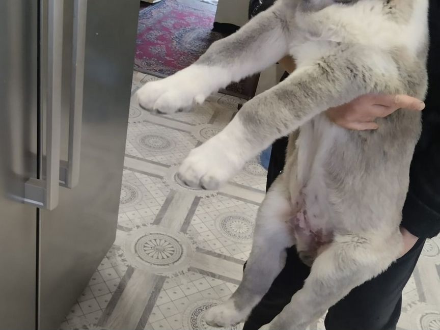 Среднеазиатская овчарка алабай щенки