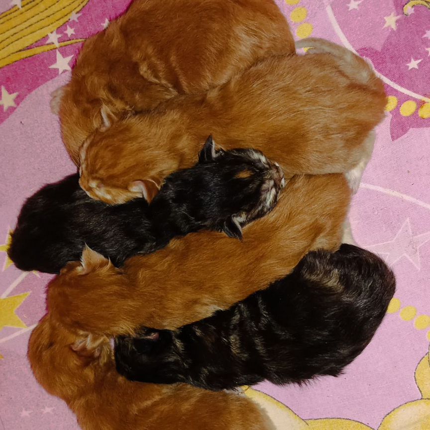 Котята мейн-кун