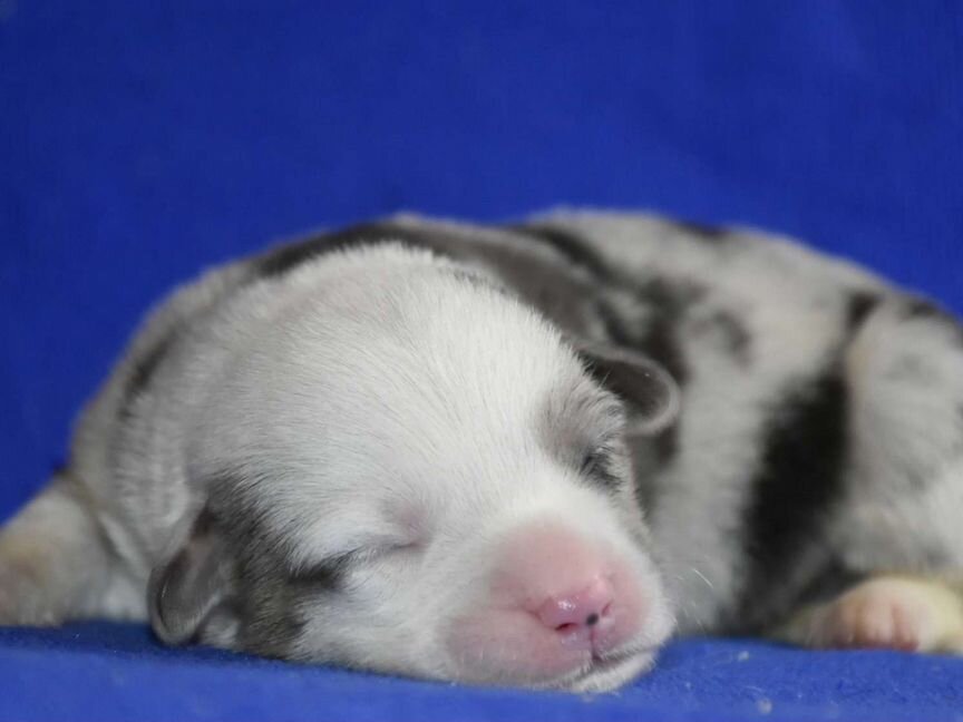 Высокопородные щенки вельш корги кардигана