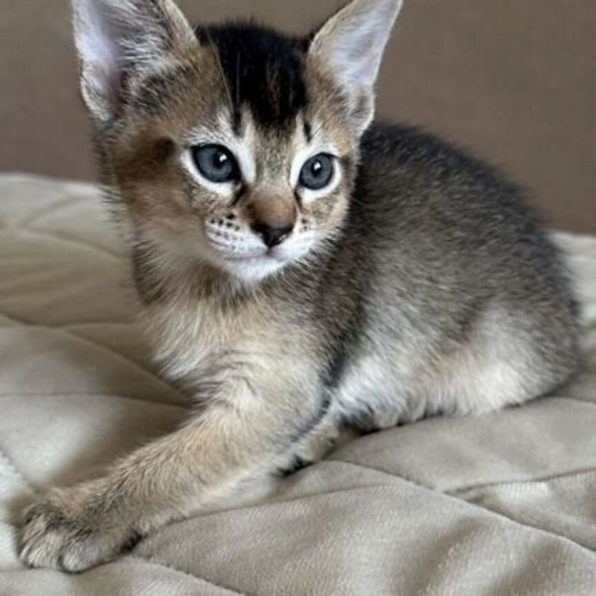 Котята