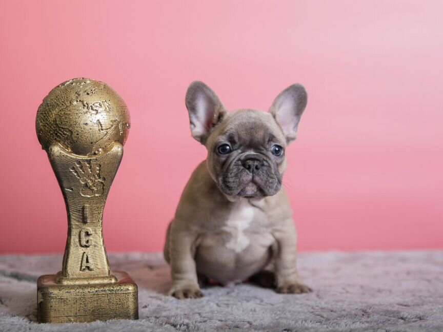 Французский бульдог