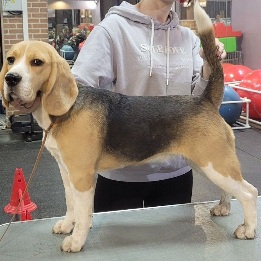 Щенок шоу класса