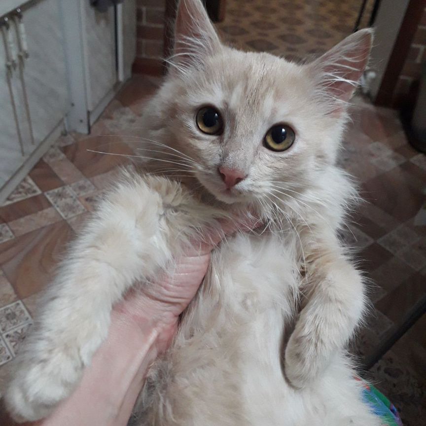 Мальчик.3 мес.Бесплатно