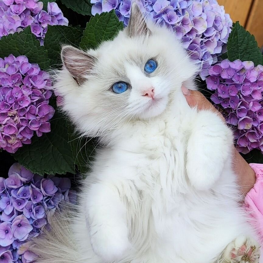 Невероятно красивые рэгдолл