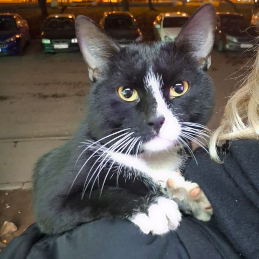 Взрослый кот в добрые руки