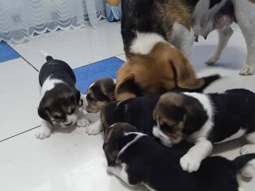 Щенки бигль