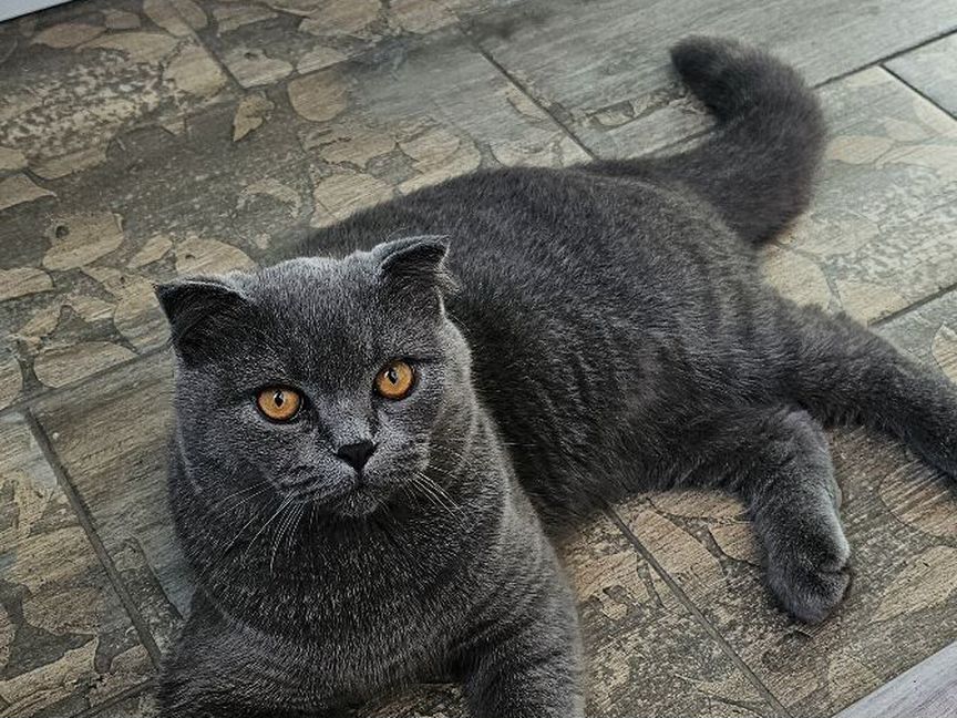 Шотландский кот вязка