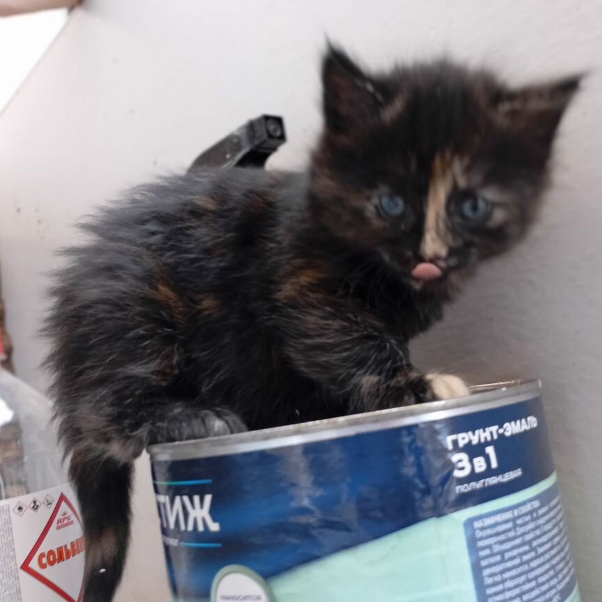 Котики бесплатно в добрые руки