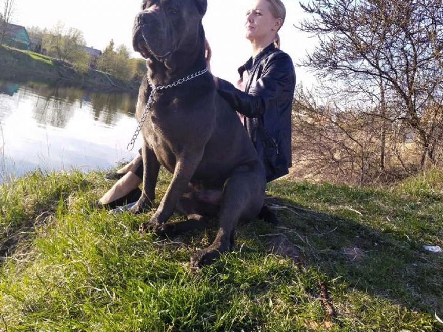 Вязка,кобель Кане Корсо