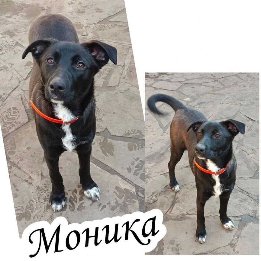 Моника ищет семью