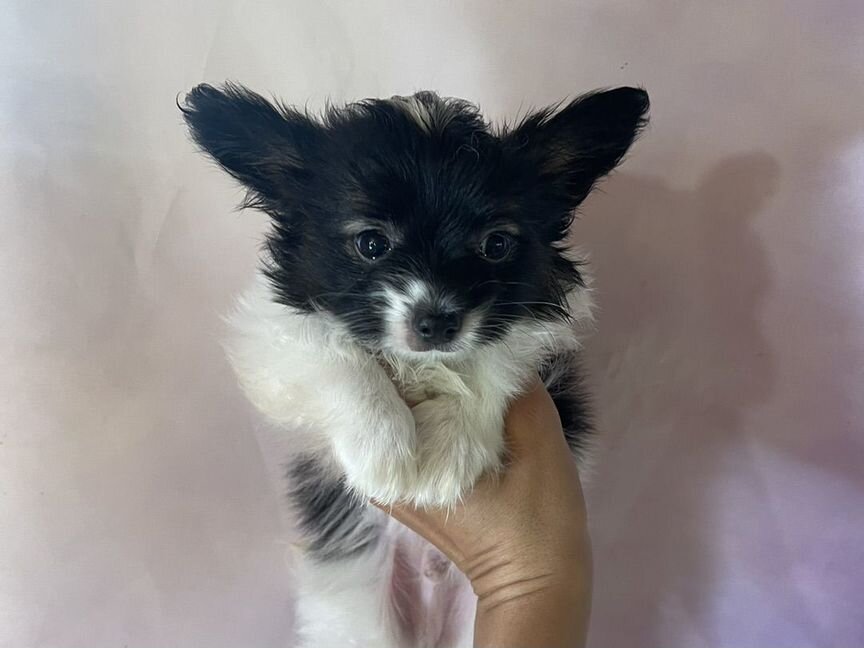 Папийон щенки