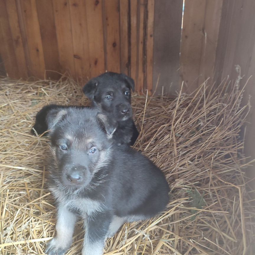 Щенки восточноевропейской овчарки