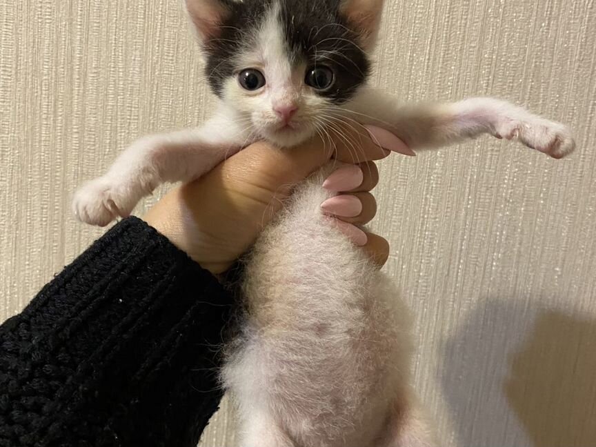 Котята в добрые руки девочки