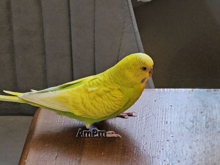 Волнистый попугай