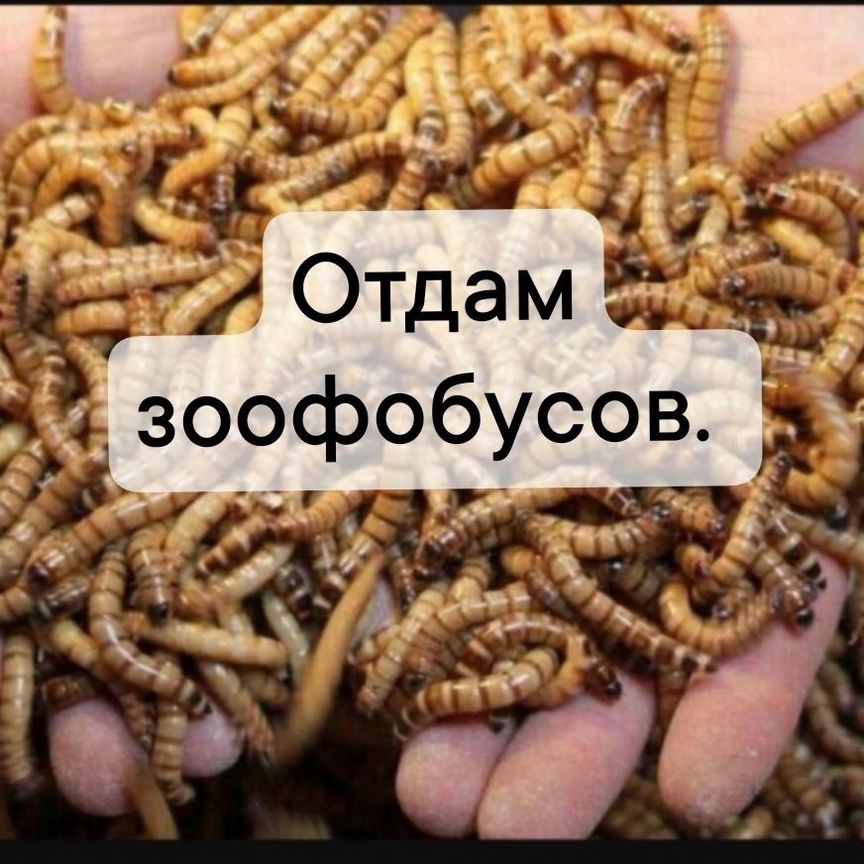 Зоофобус