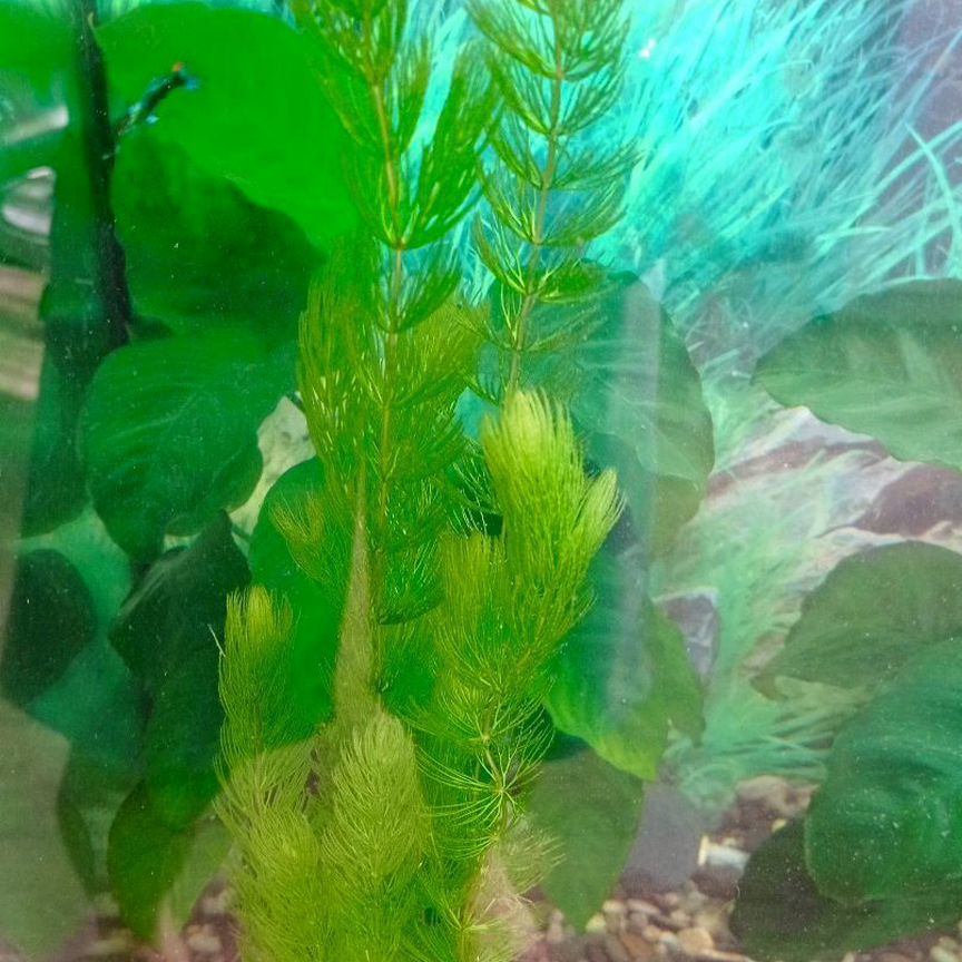 Аквариумные растения