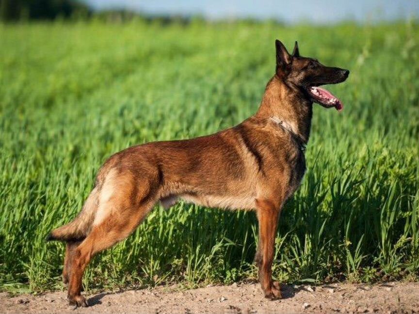 Бельгийская овчарка вязка