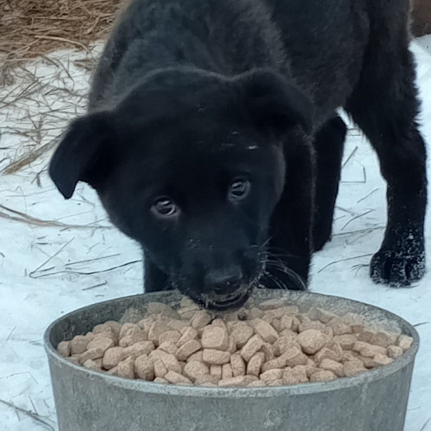 Щенок в добрые руки