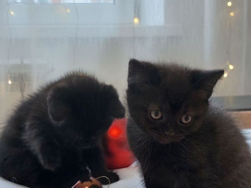 Британская