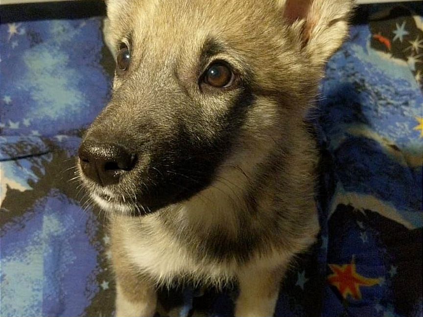 Щенок Джой в добрые руки бесплатно