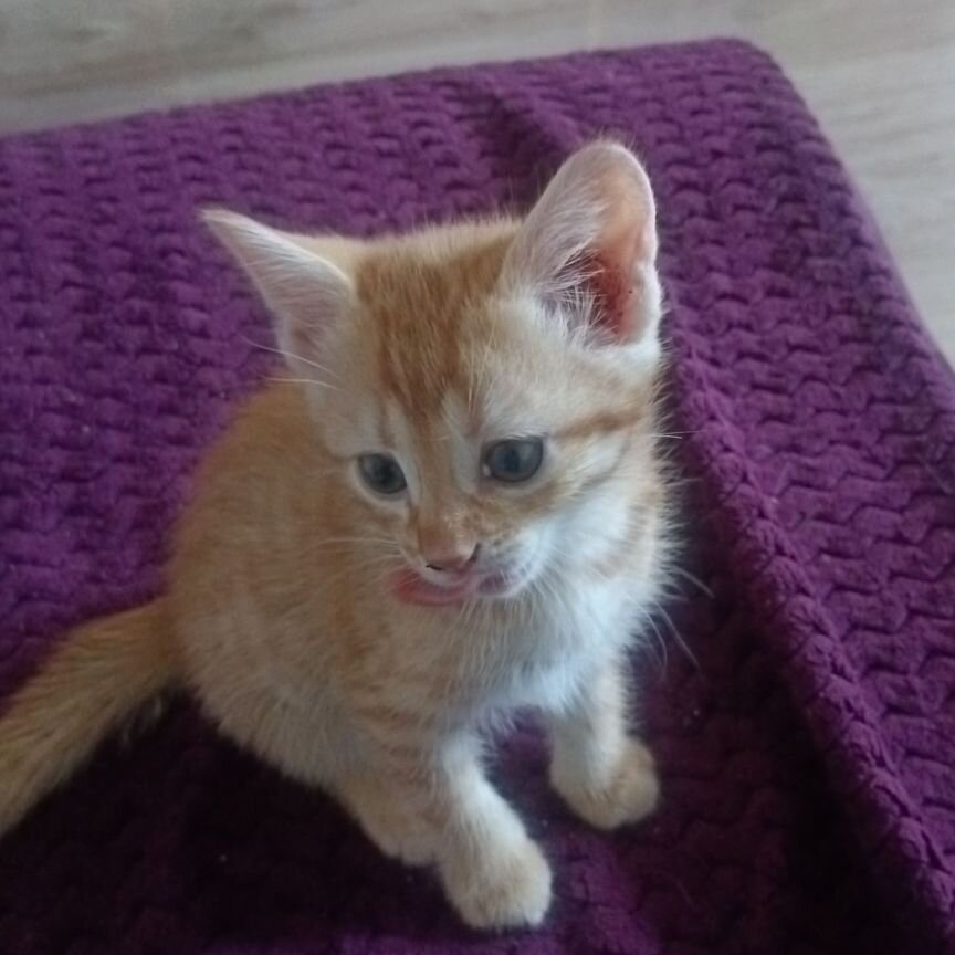 Котёнок от частного владельца