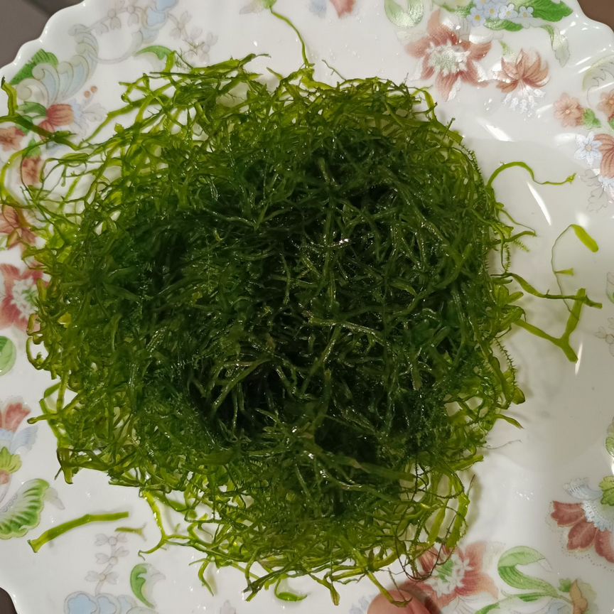 Мох моносолениум и бабл