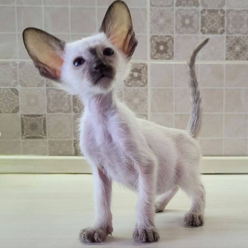 Ориентальный котёнок