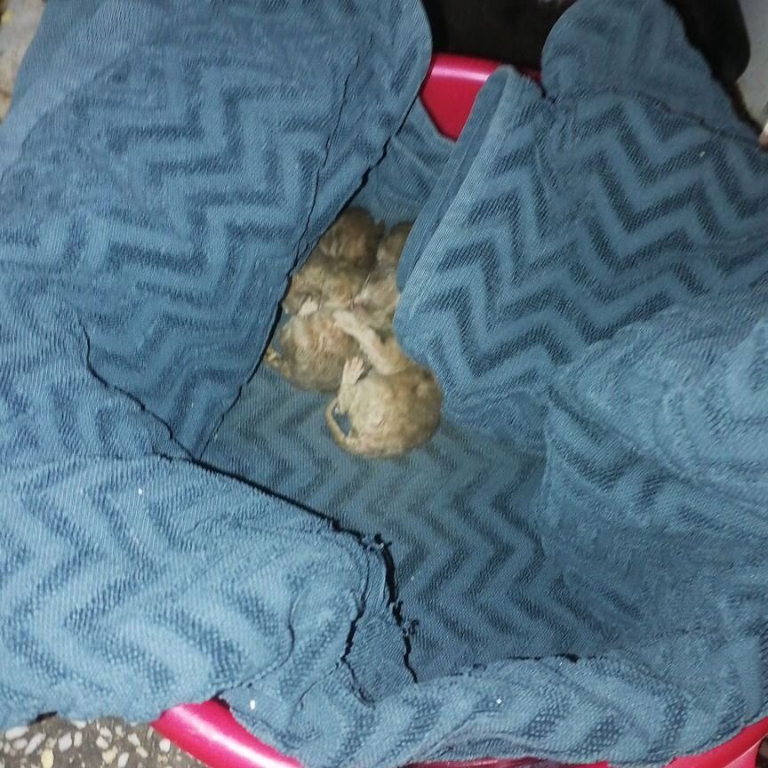 Американский бурманский котёнок