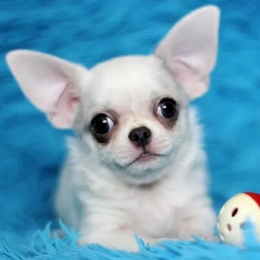 Чихуахуа детки