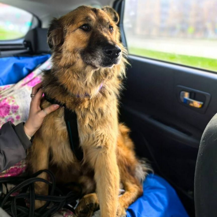 Немецкая овчарка, взрослая собака