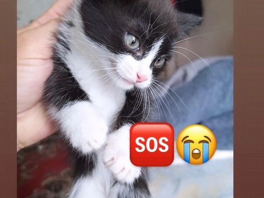 Котёнок