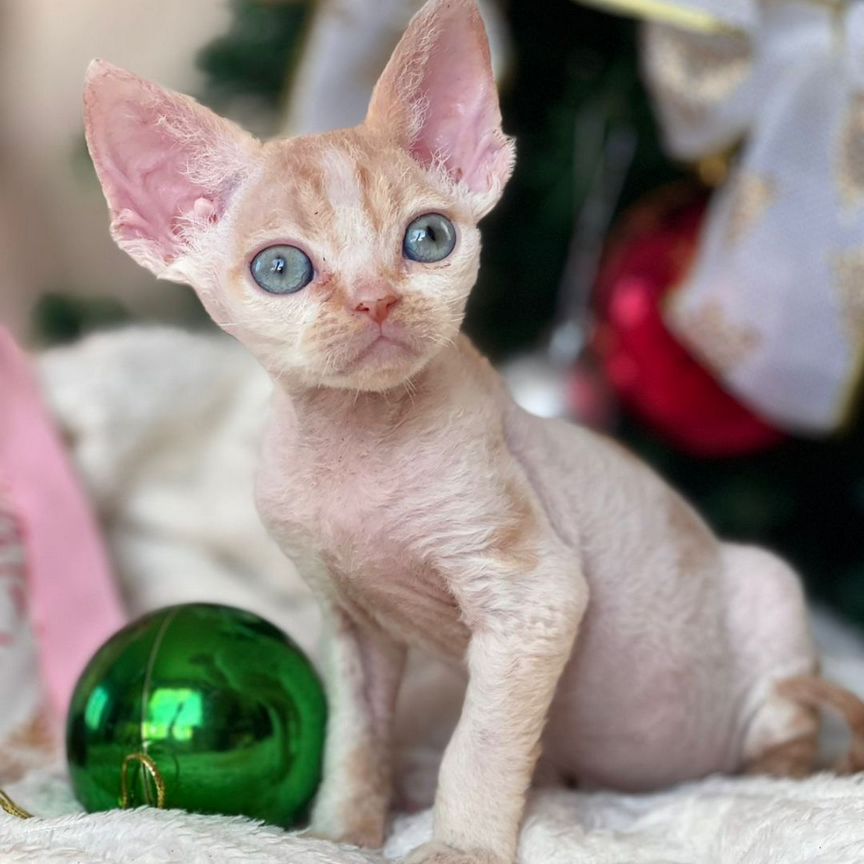 Котенок Девон рекс